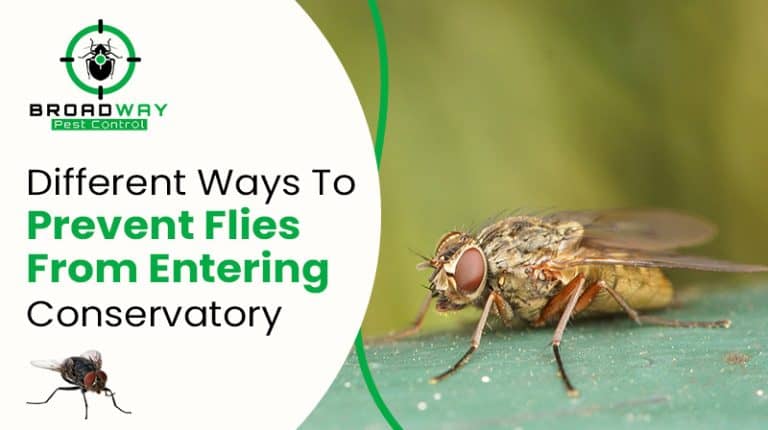 How to Keep Flies Out of the Conservatory- Broadway Pest Control